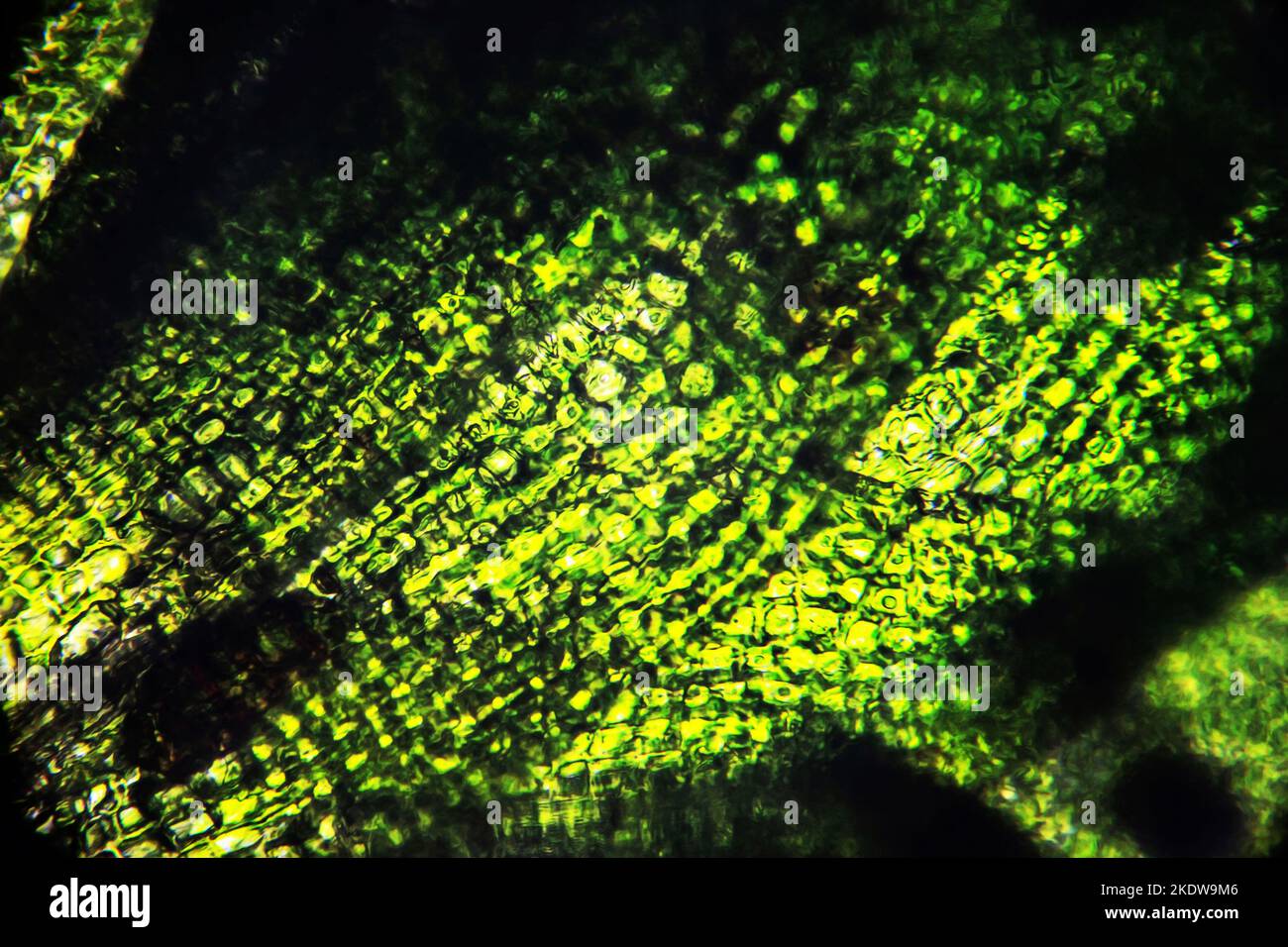 Plant cell under microscope chlorophyll hi-res stock photography and ...