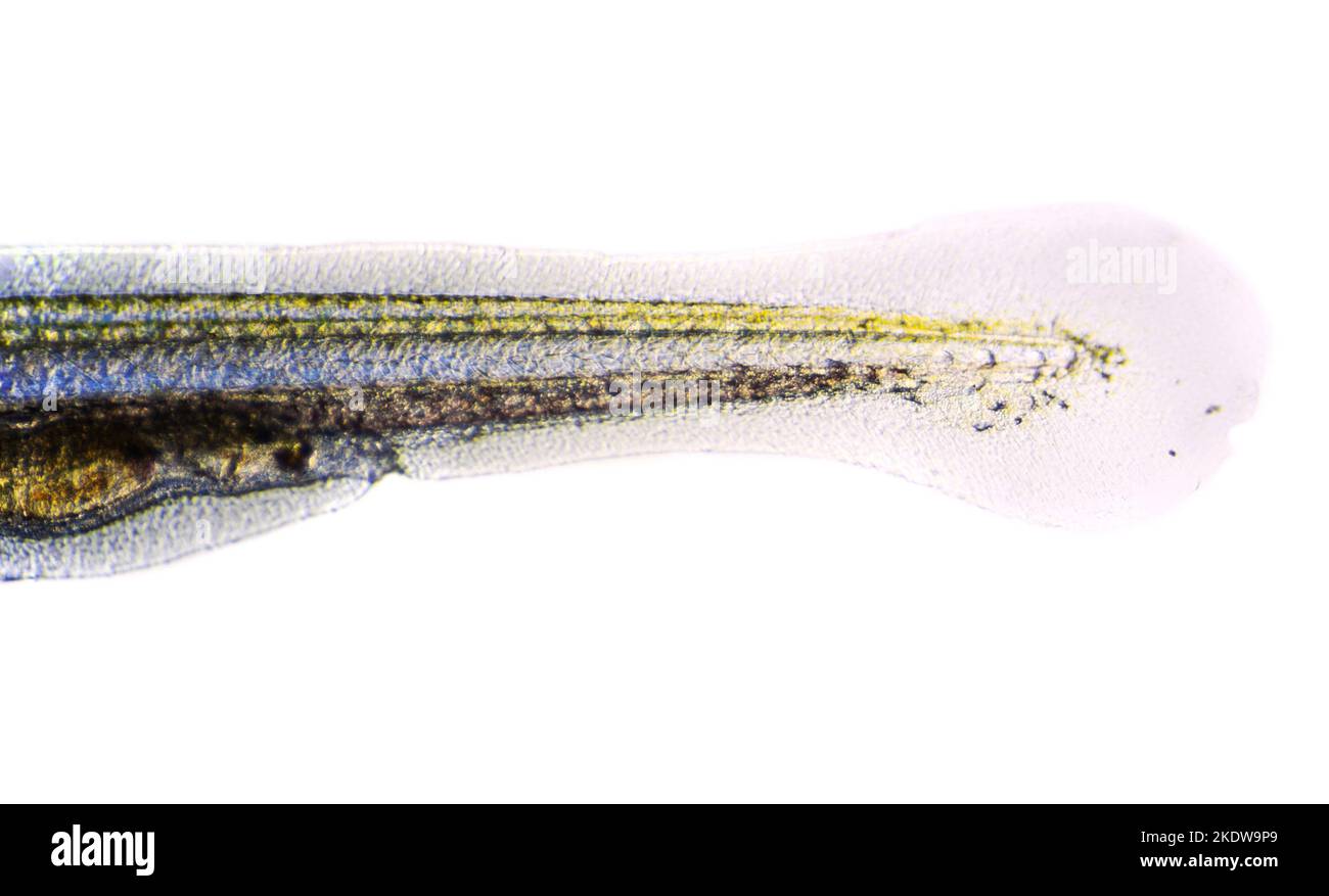 tail of a freshwater newly hatched fish under a light microscope ...