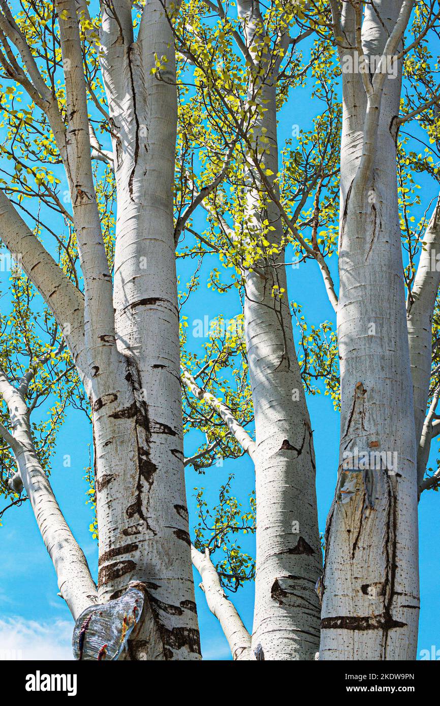 White poplar tree bark, latin name Populus alba Stock Photo - Alamy