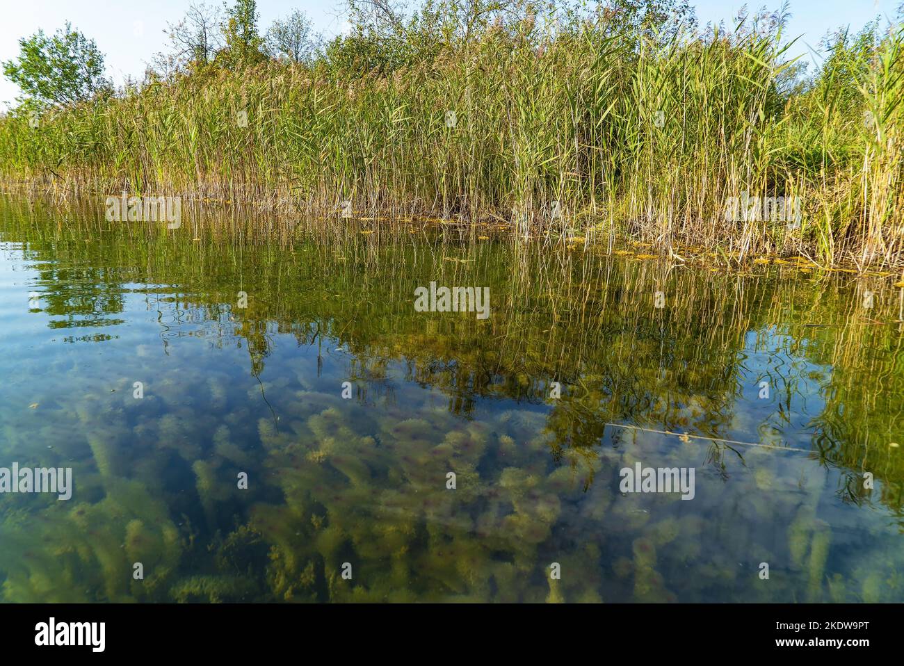Moisture loving wild plants hi-res stock photography and images - Alamy