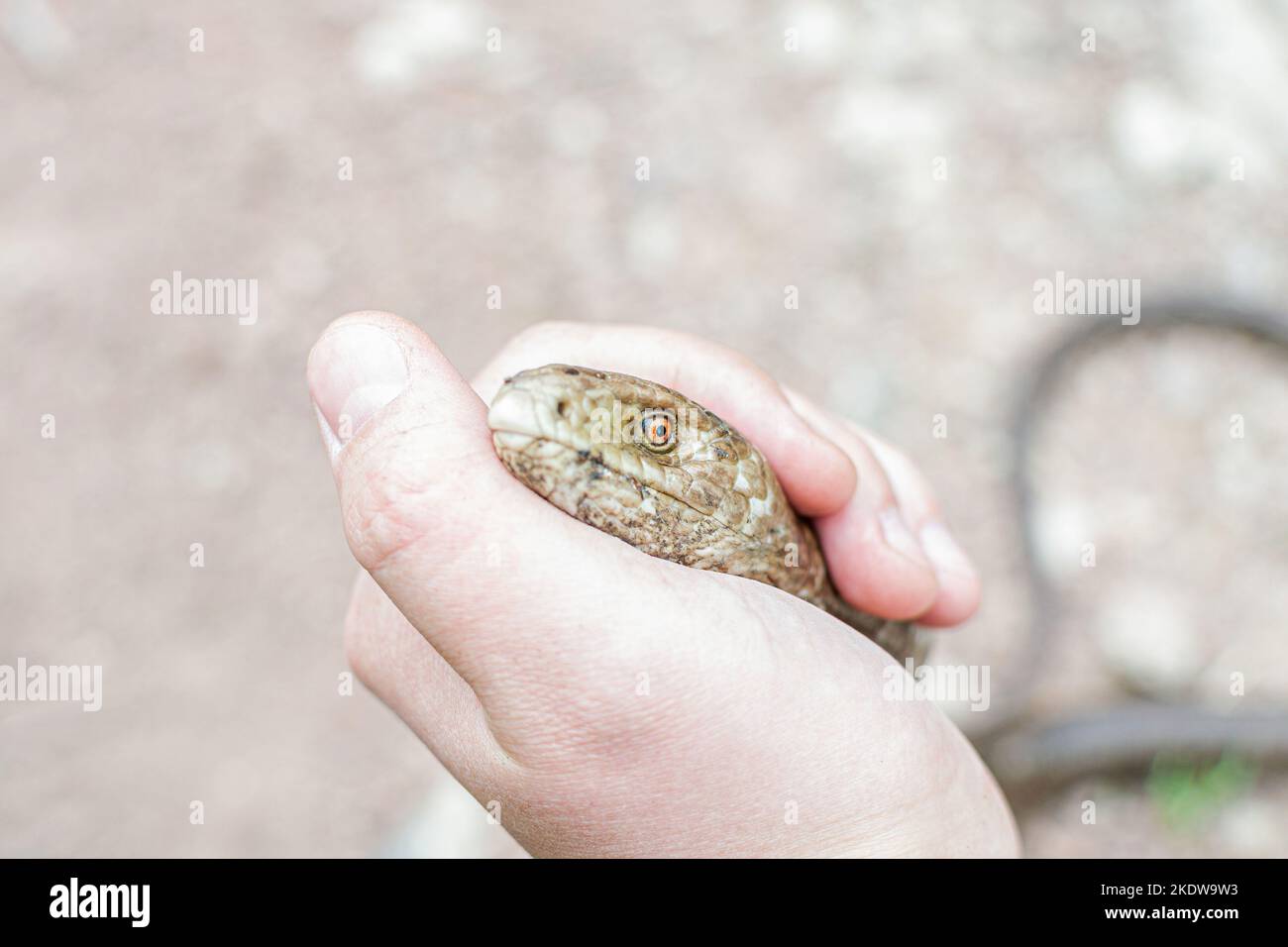 European legless lizard, Pseudopus apodus apodus, Sheltopusik. It's a ...