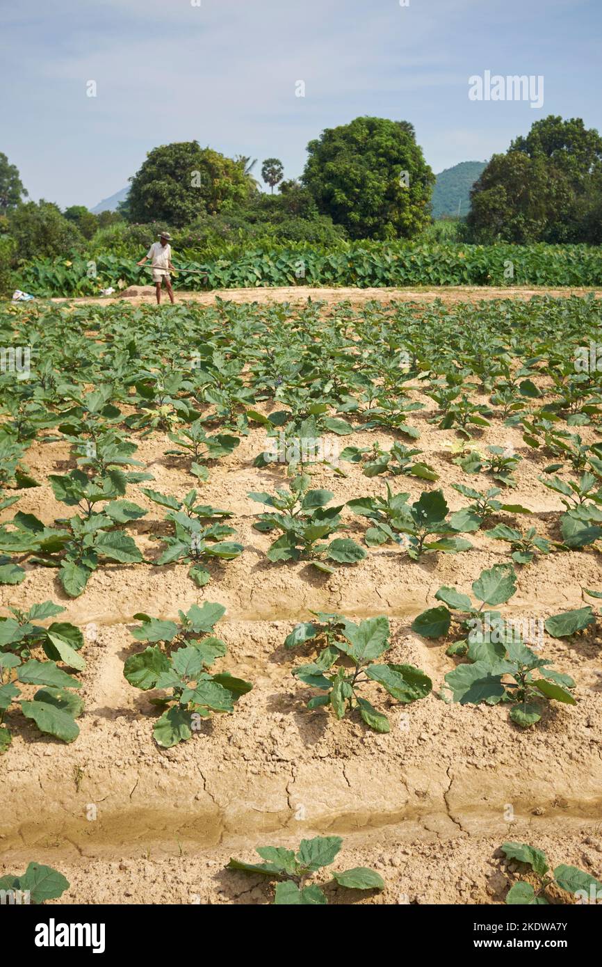 Farmland crops on farm hi-res stock photography and images - Alamy