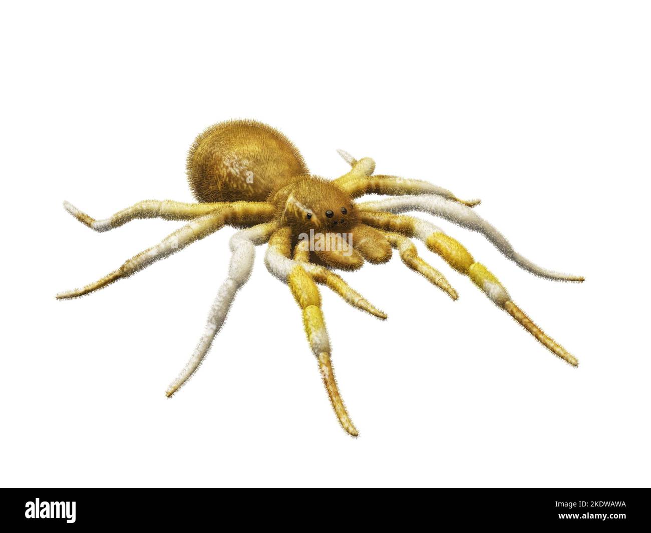 3d rendered of Spider Tarantula. Largest spider in terms of leg-span is ...