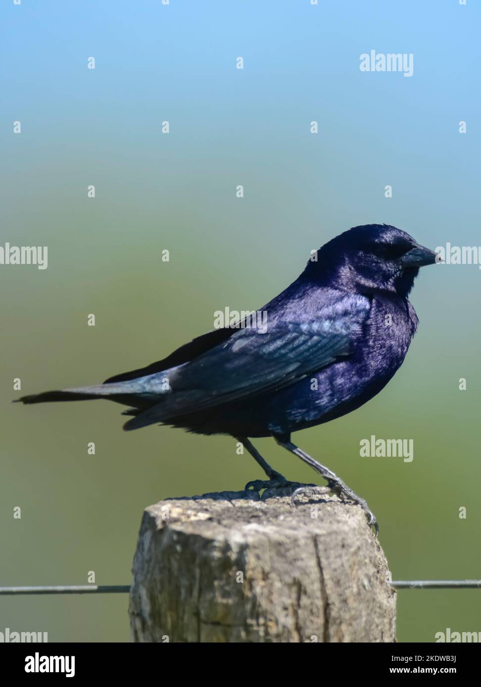 Molothrus bonariensis.Chamon comun.Patagonia Argentina Stock Photo - Alamy