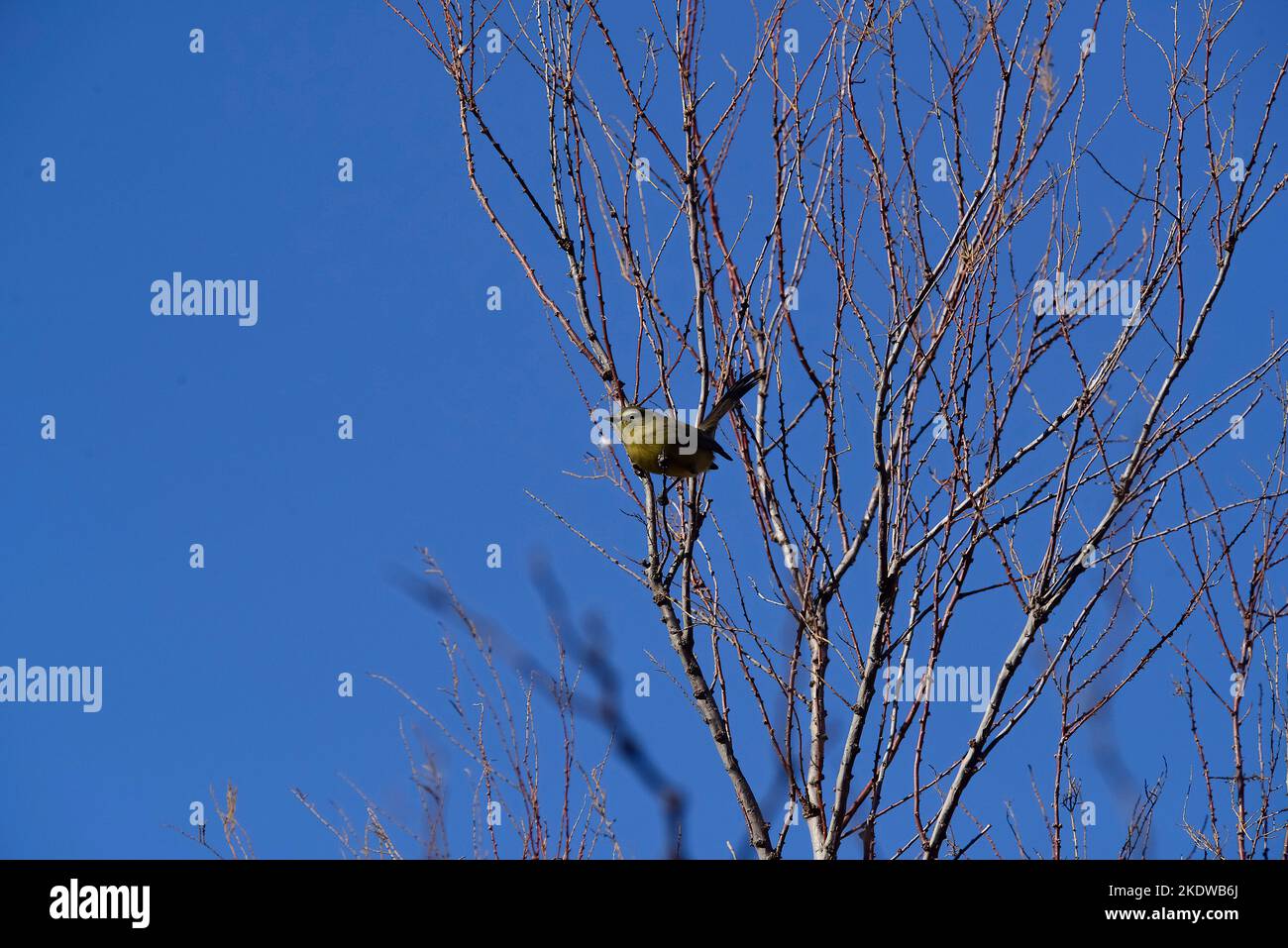 Greater wagtail tyrant ,Stigmatura buditoides.Patagonia Argentina Stock ...