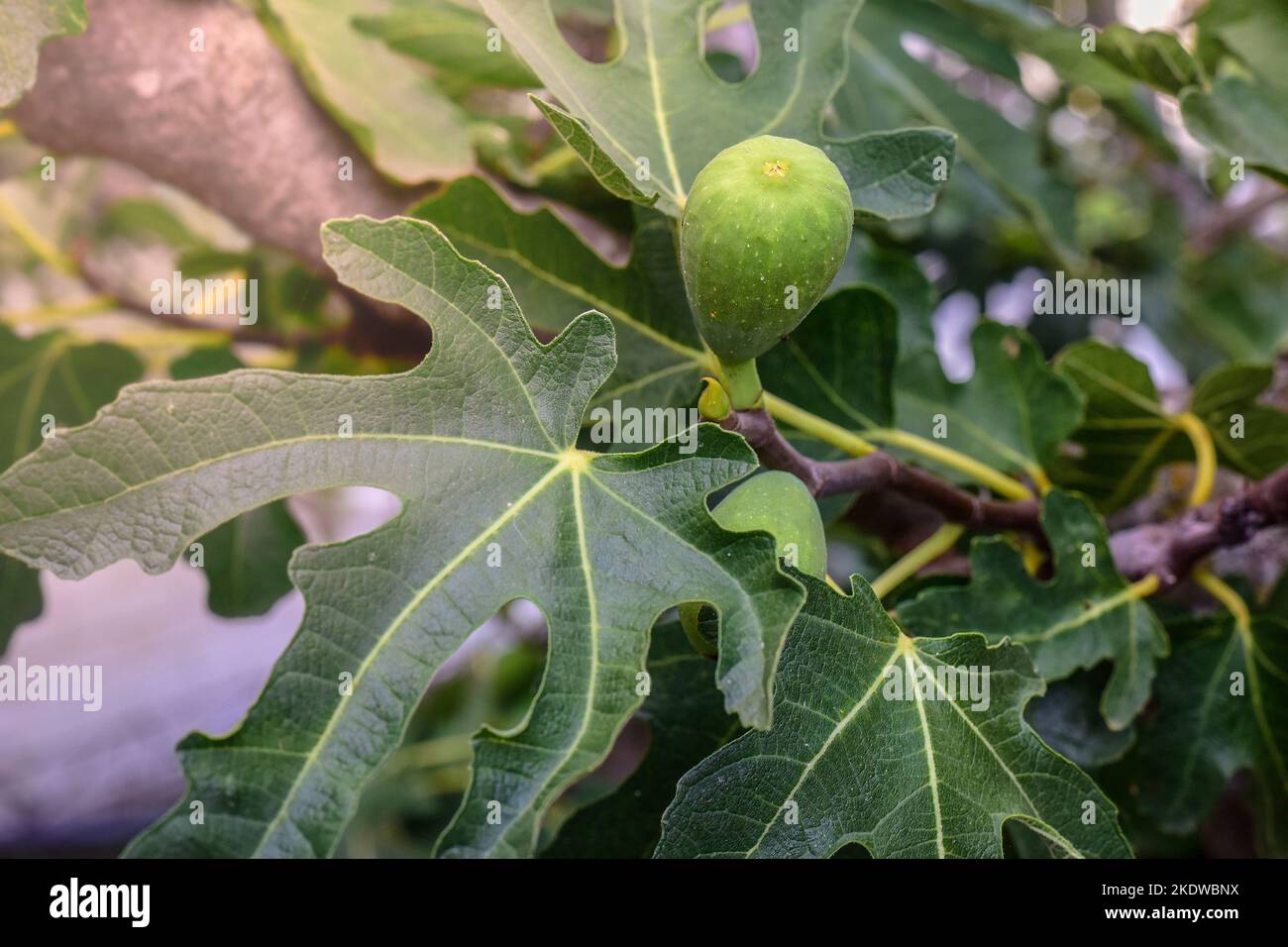 FIG PLANT WITH FRUITS.LA PAMPA Stock Photo - Alamy