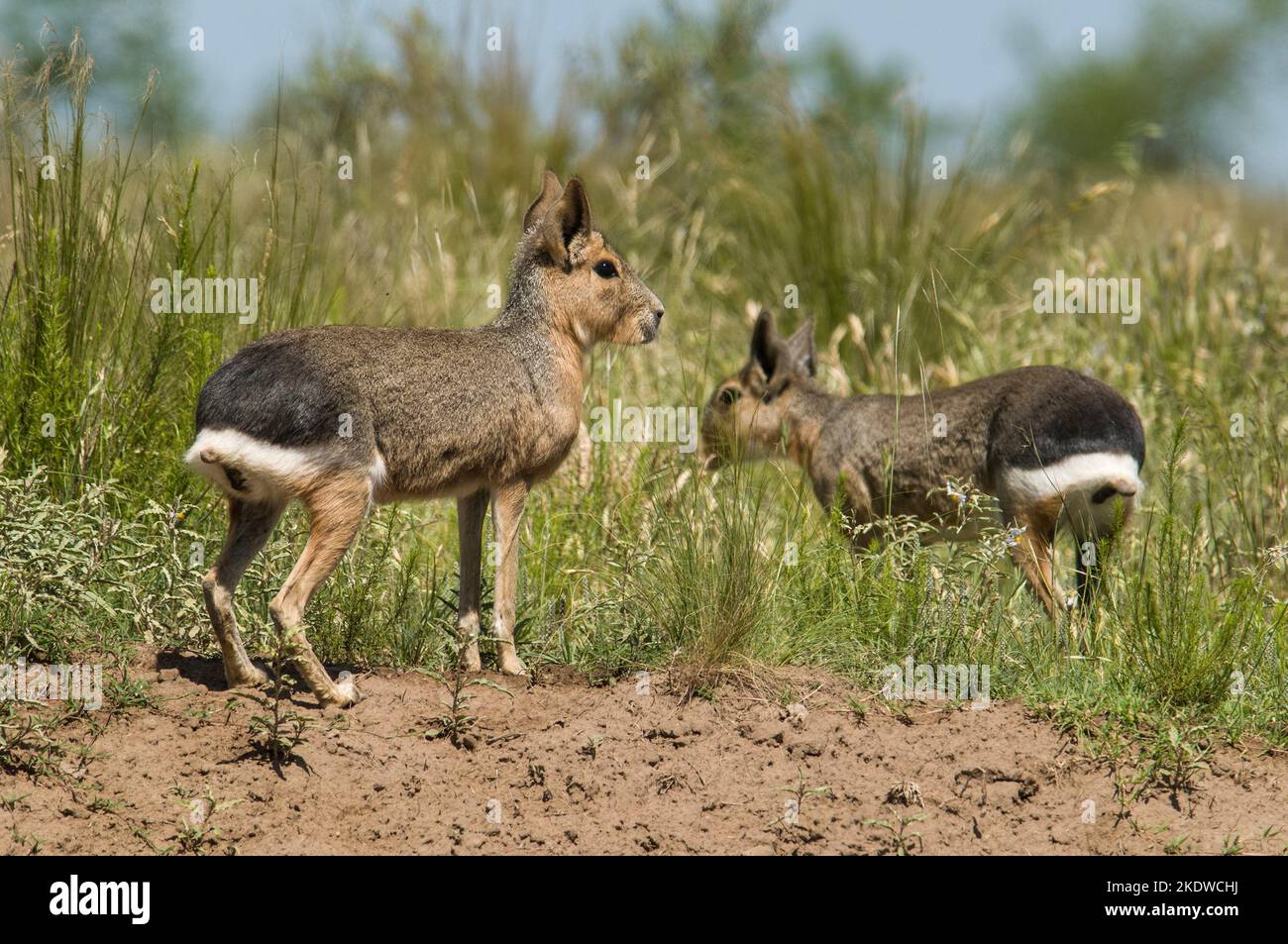 Patagonian cavi,Dolichotis patagonum, Peninsula Valdes, Unesco World ...