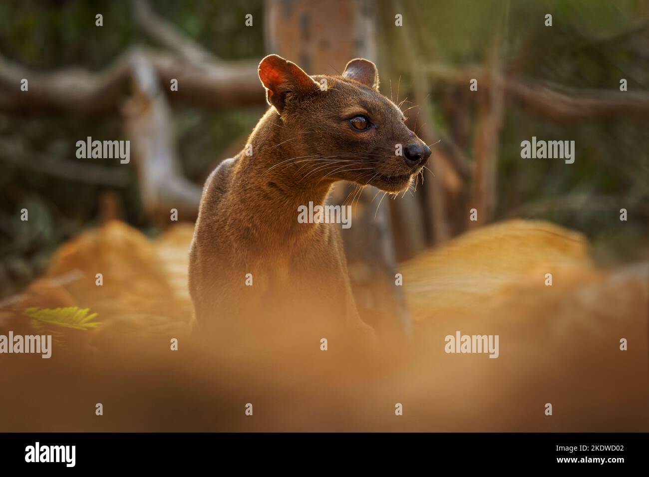 Fossa - Cryptoprocta ferox long-tailed mammal endemic to Madagascar ...