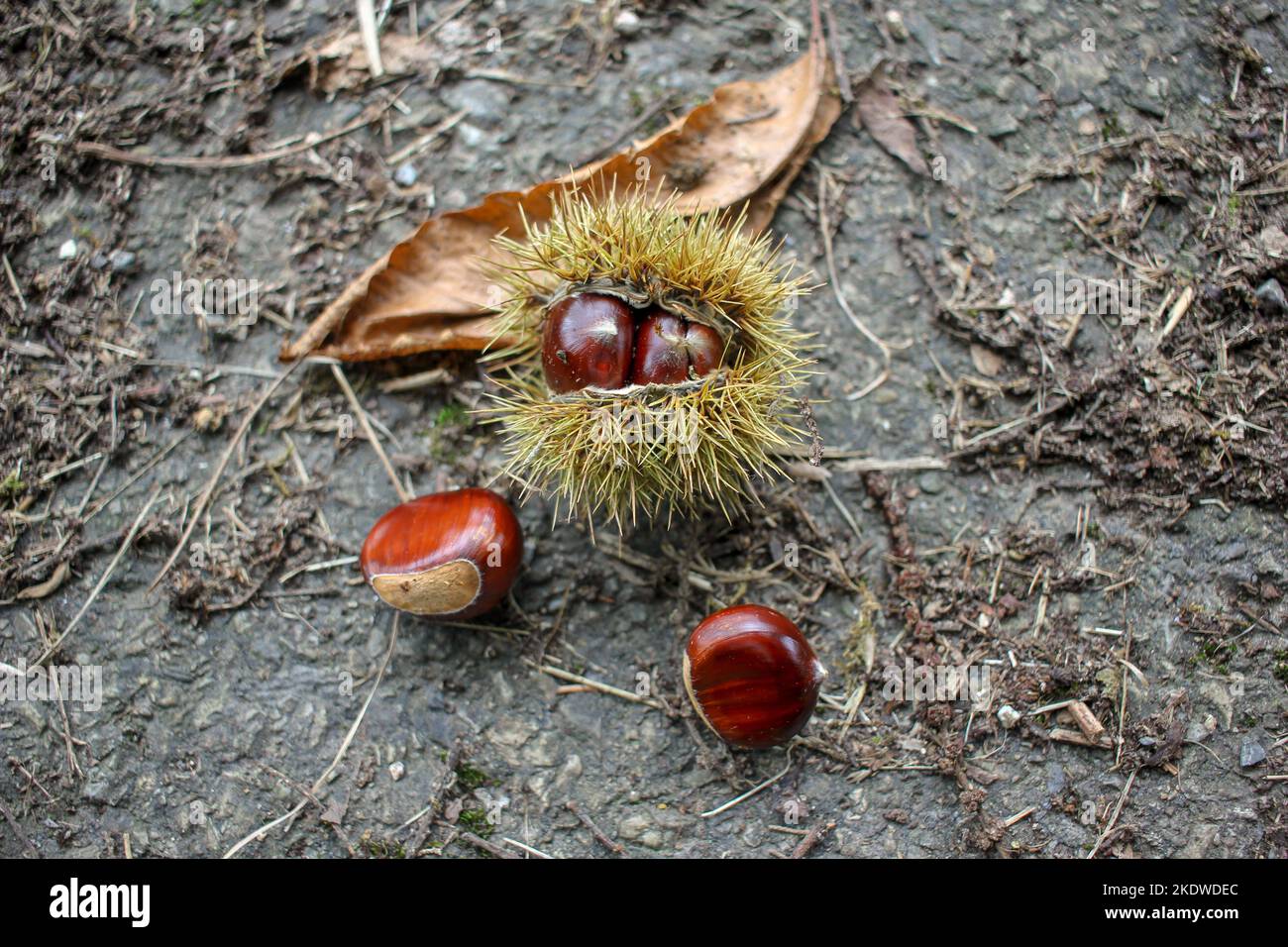 Collecting chestnuts in forest hi-res stock photography and images - Alamy