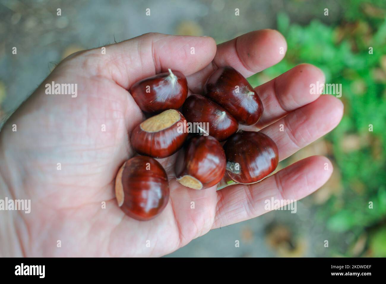 catching chestnuts is one of my favourite pastimes in autumn Stock ...