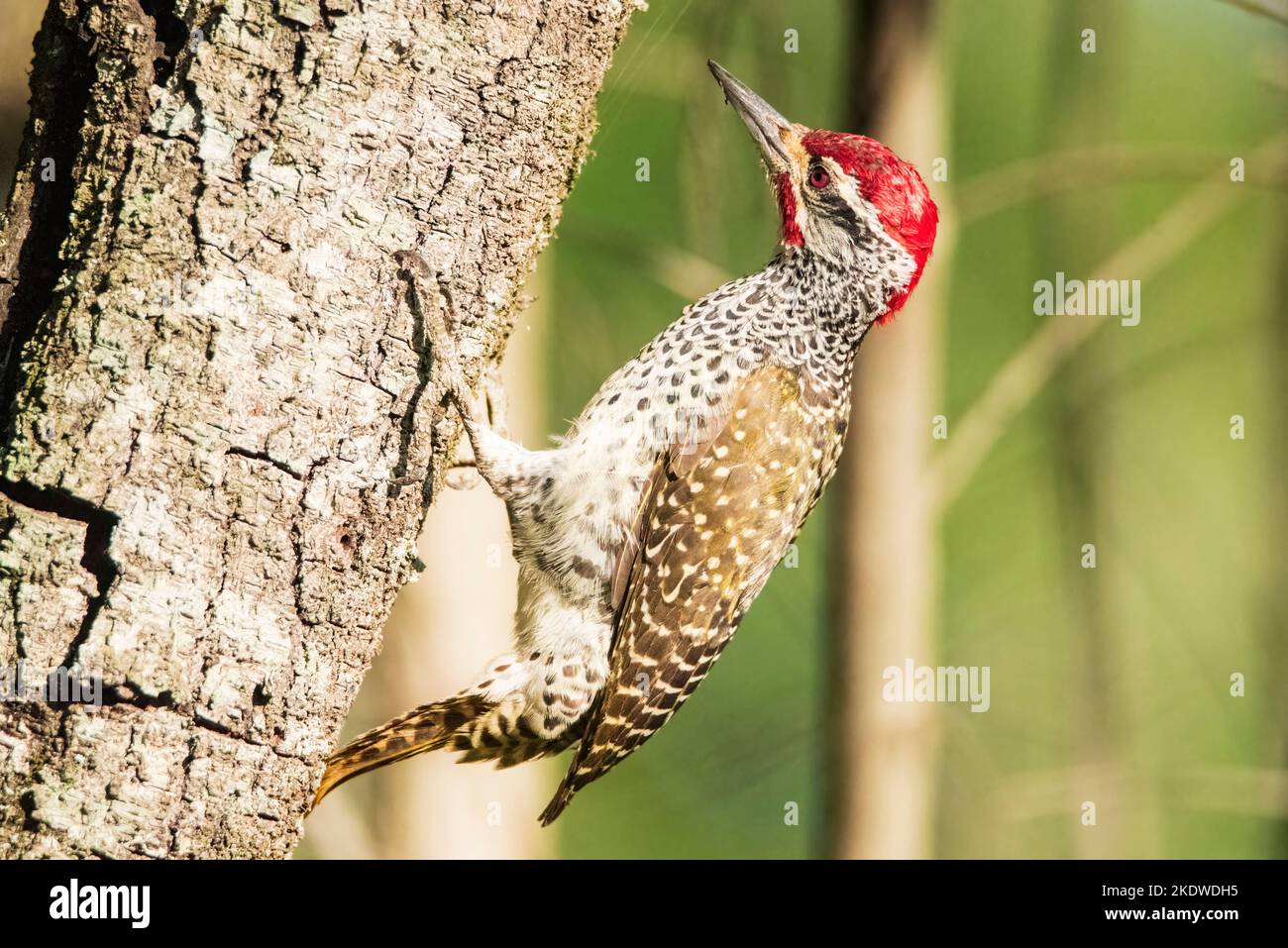 Grey woodpecker hi-res stock photography and images - Alamy