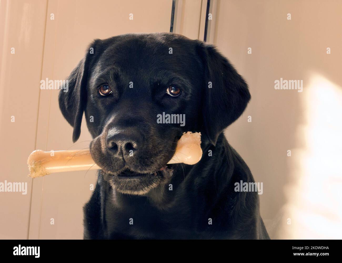 young black labrador with chew in mouth Stock Photo - Alamy