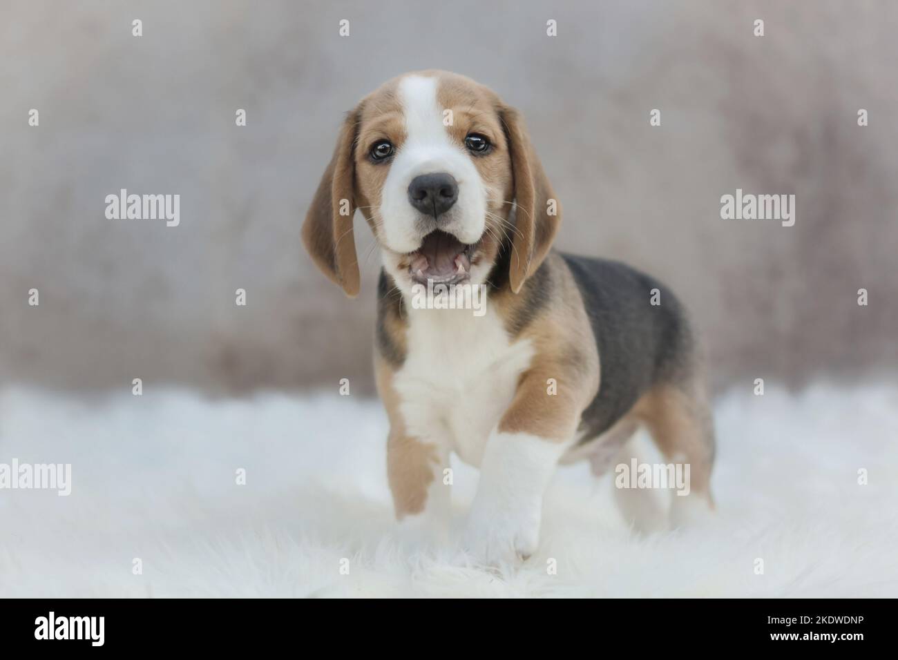 standing Beagle puppy Stock Photo - Alamy