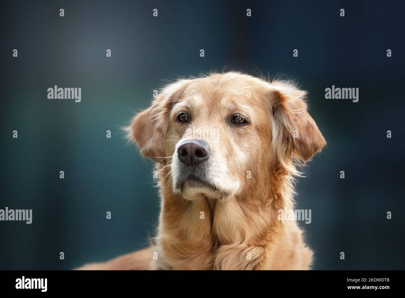 Golden Retriever portrait Stock Photo - Alamy