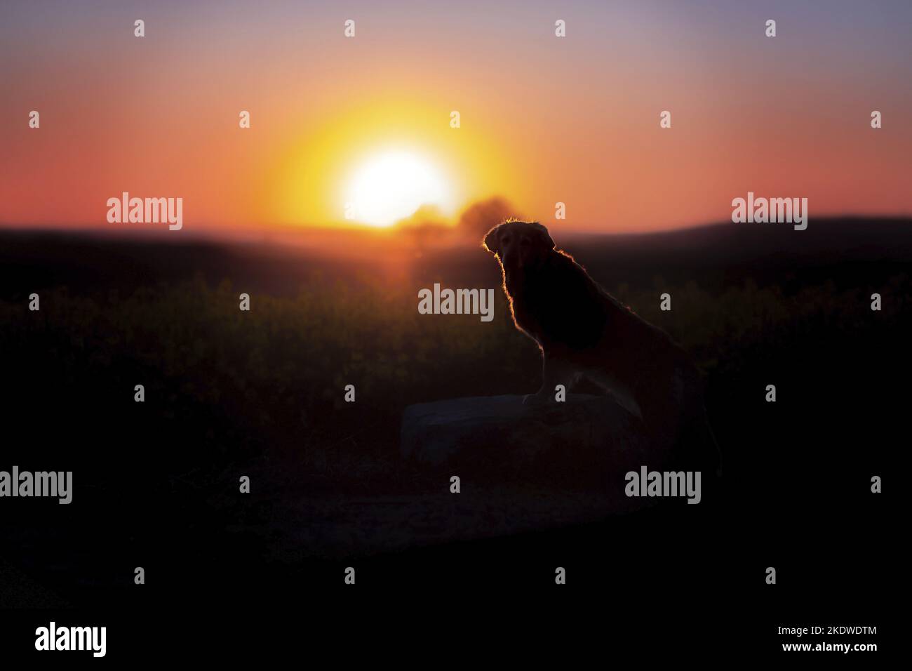 sitting Golden Retriever Stock Photo - Alamy