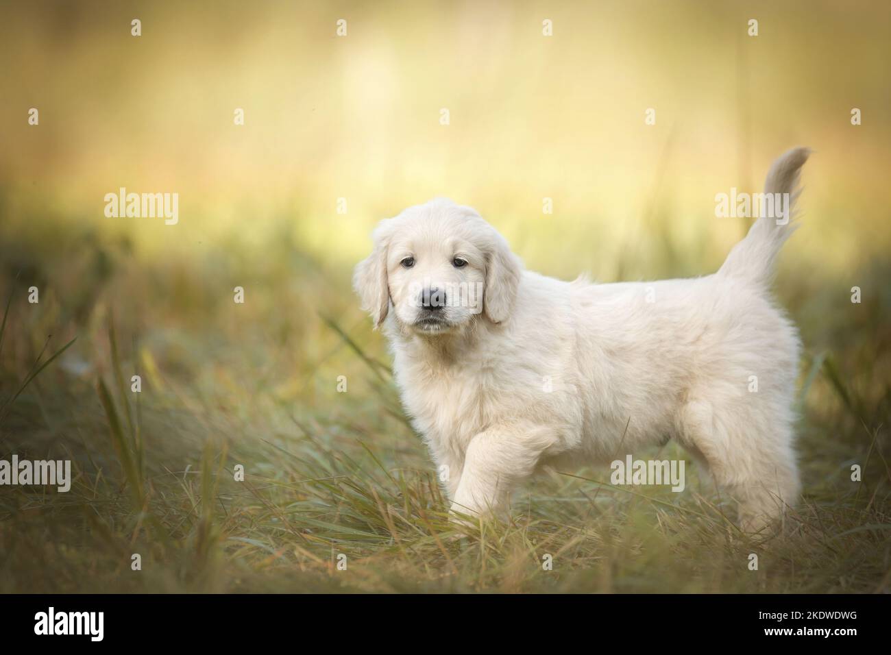 standing Golden Retriever puppy Stock Photo - Alamy