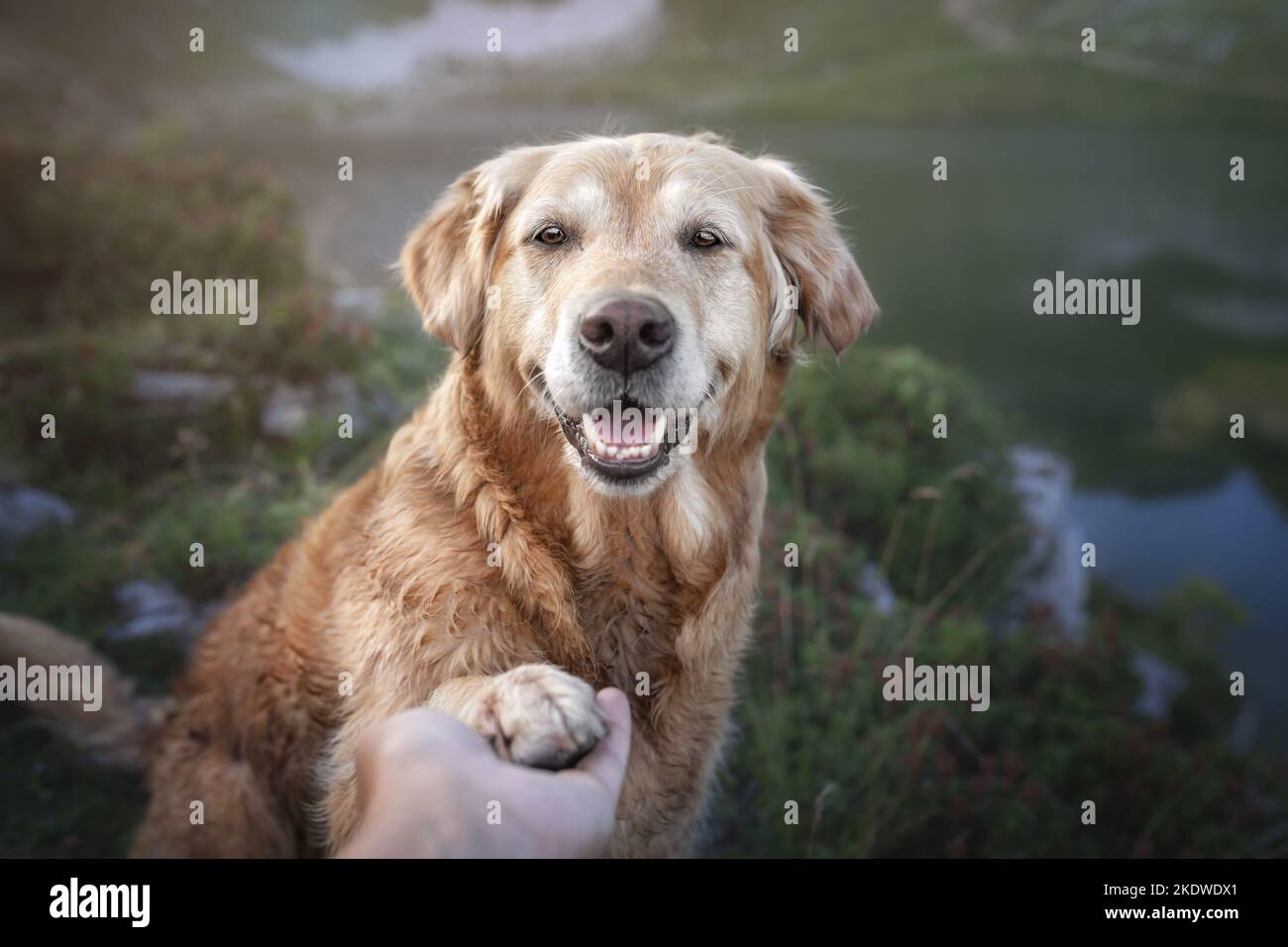 human with Golden Retriever Stock Photo - Alamy