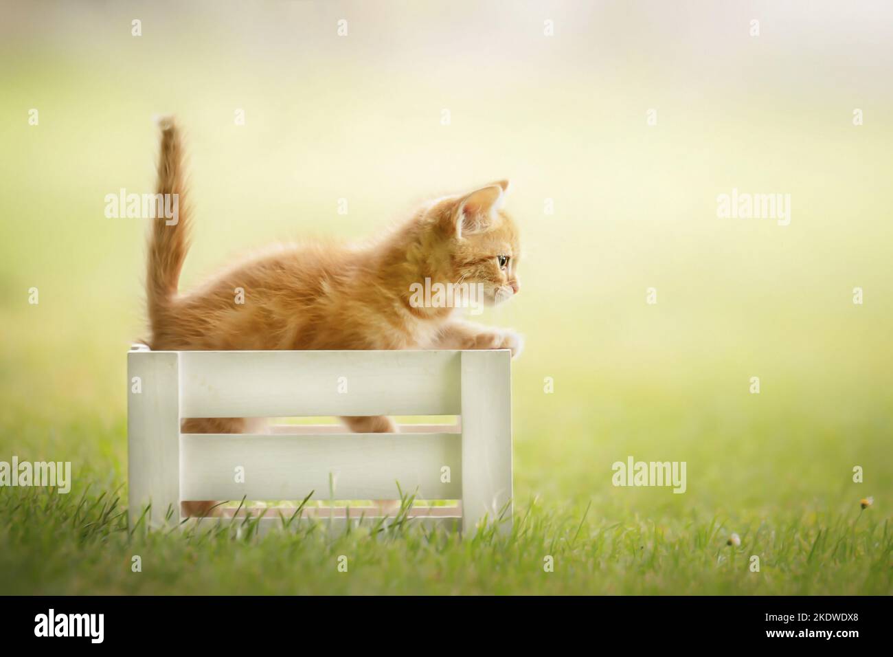 Kitten in a box hi-res stock photography and images - Alamy