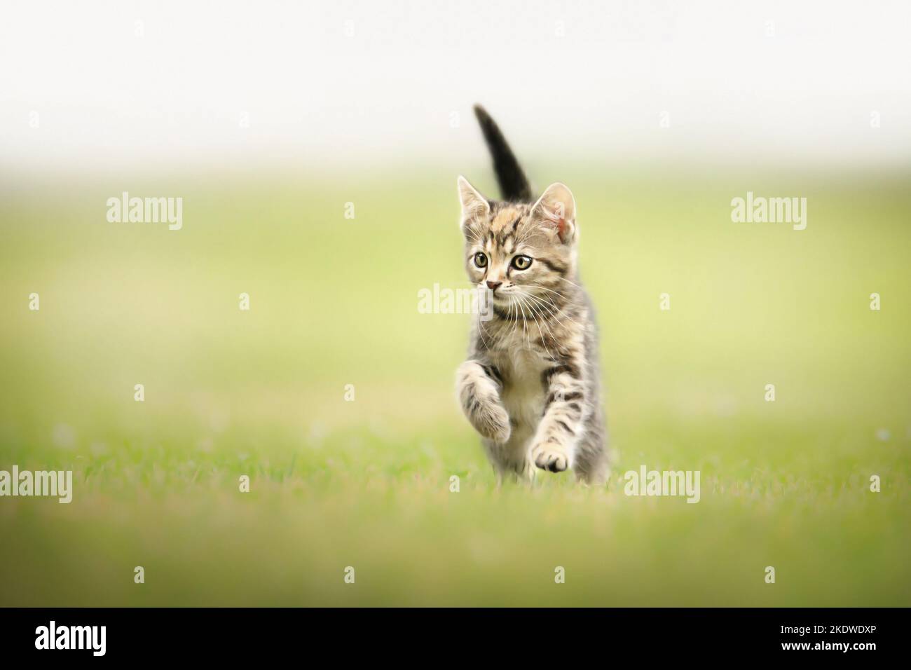 running Domestic Kitten Stock Photo - Alamy