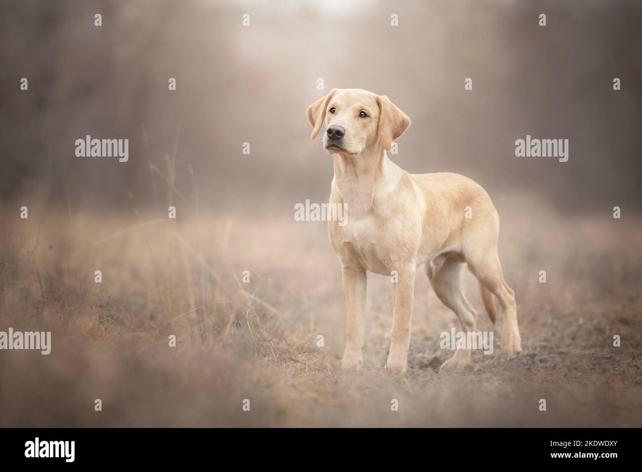standing Labrador Retriever Stock Photo - Alamy