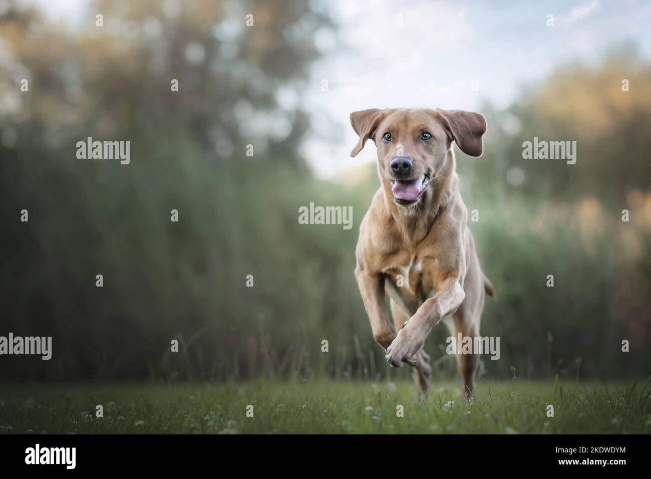 running Labrador Retriever Stock Photo - Alamy