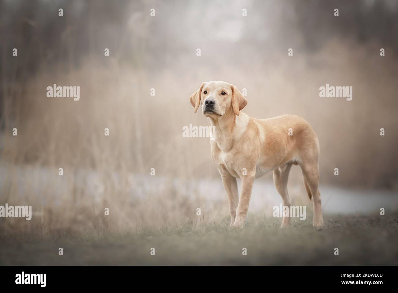 standing Labrador Retriever Stock Photo - Alamy