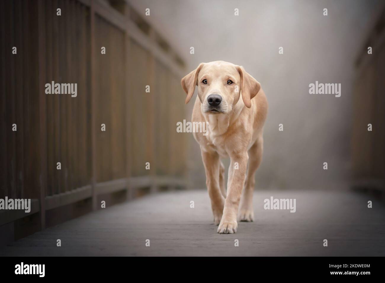 walking Labrador Retriever Stock Photo - Alamy