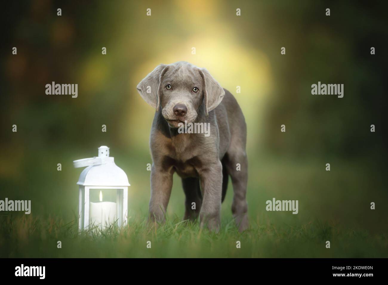 standing Labrador Retriever Puppy Stock Photo - Alamy