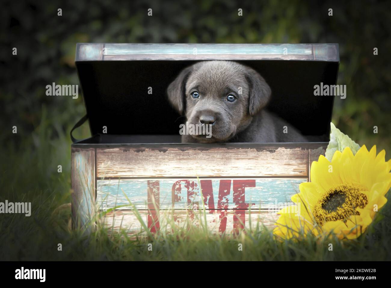 Labrador in crate hi-res stock photography and images - Alamy