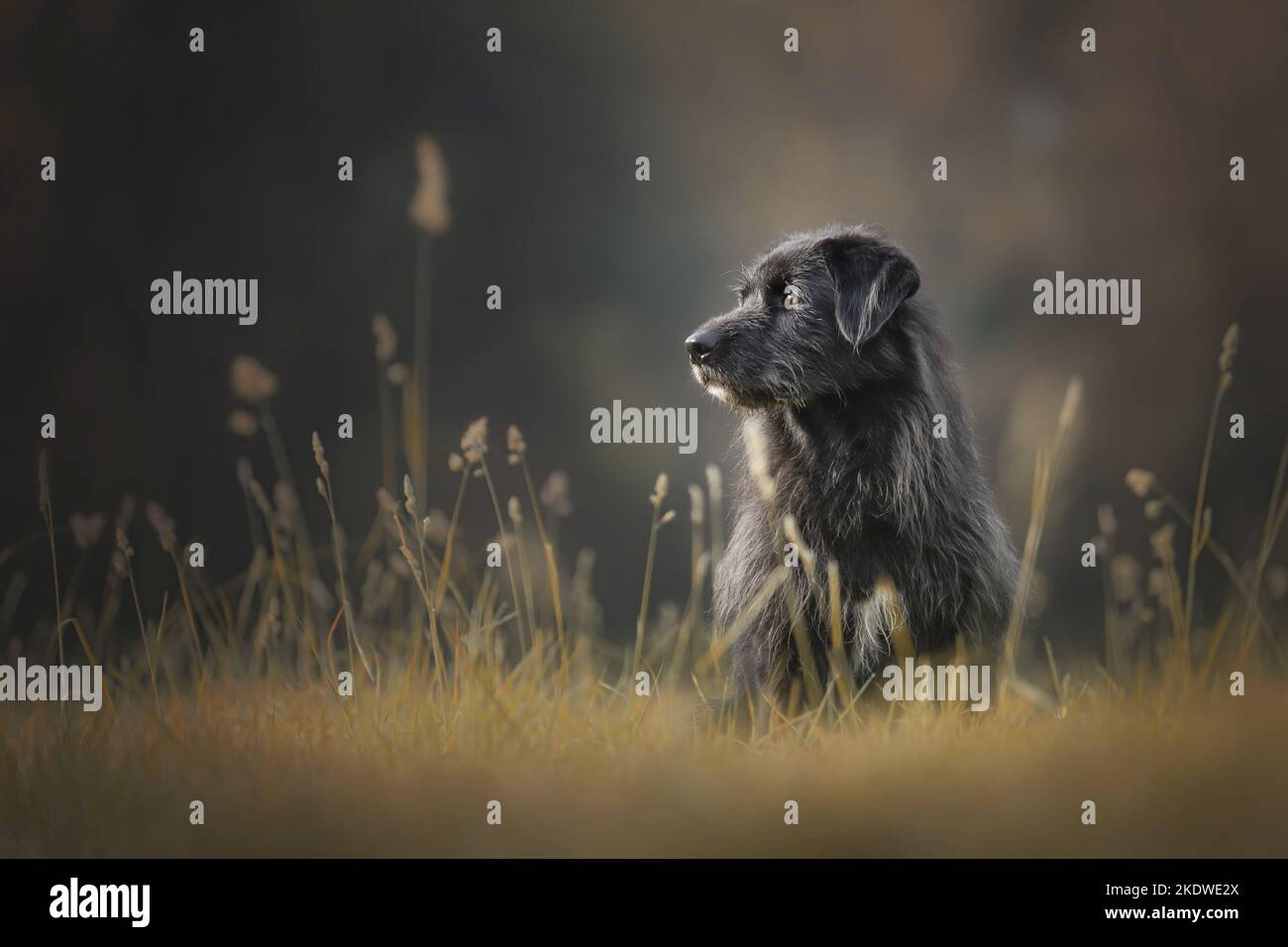 Labrador akita hi-res stock photography and images - Alamy