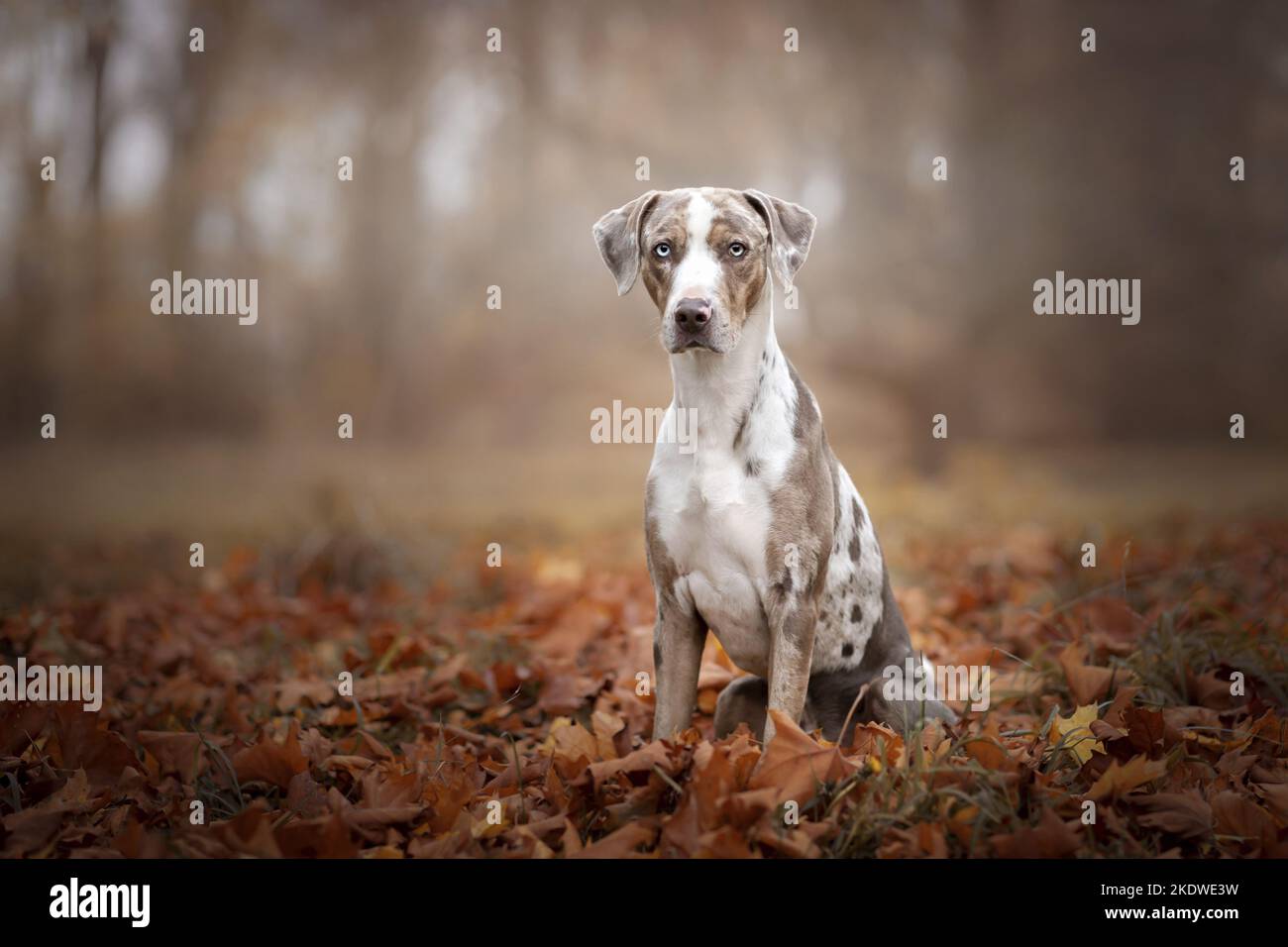 sitting Louisiana Catahoula Leopard Dog Stock Photo - Alamy