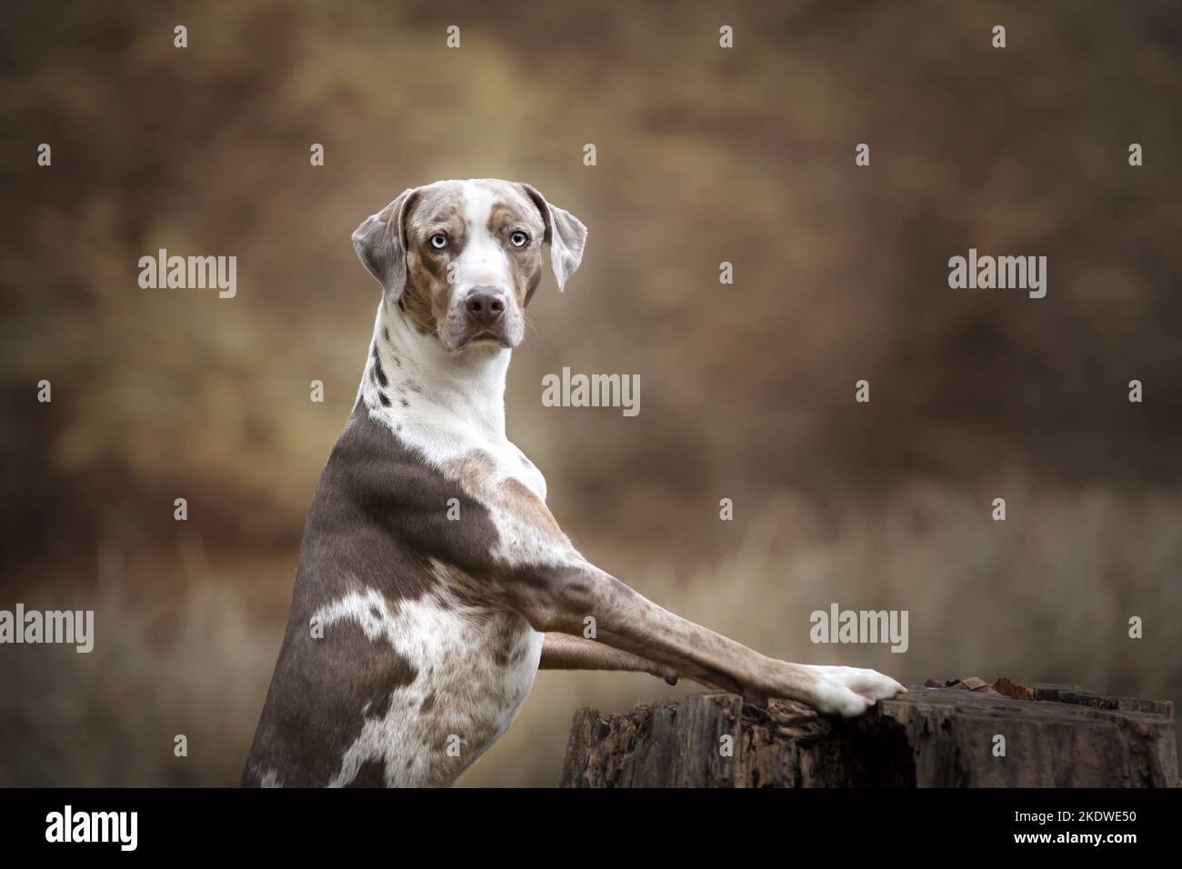 Louisiana Catahoula Leopard Dog Stock Photo - Alamy
