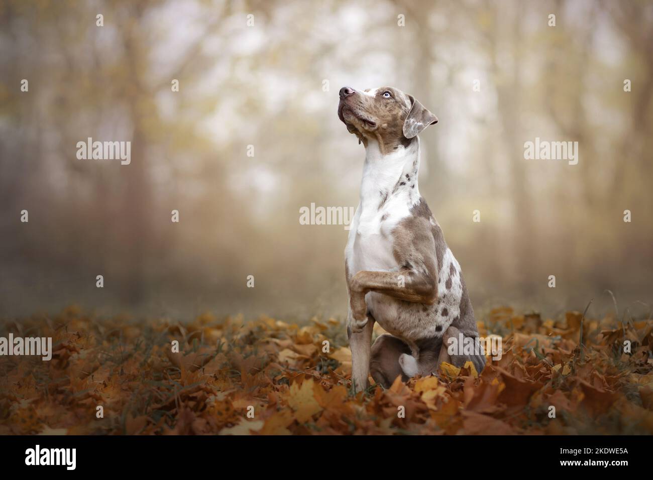 sitting Louisiana Catahoula Leopard Dog Stock Photo - Alamy