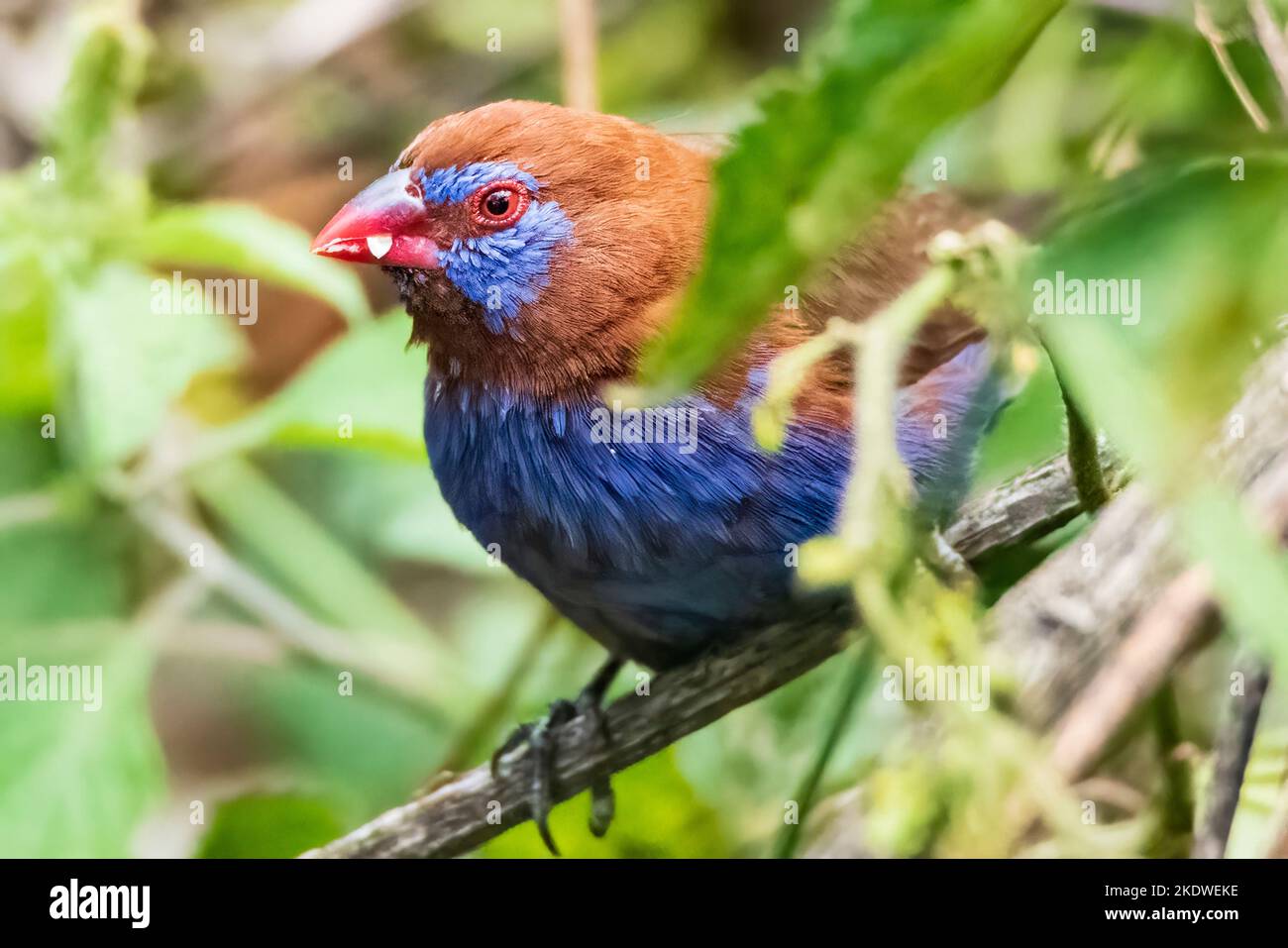 Grenadier bird hi-res stock photography and images - Alamy