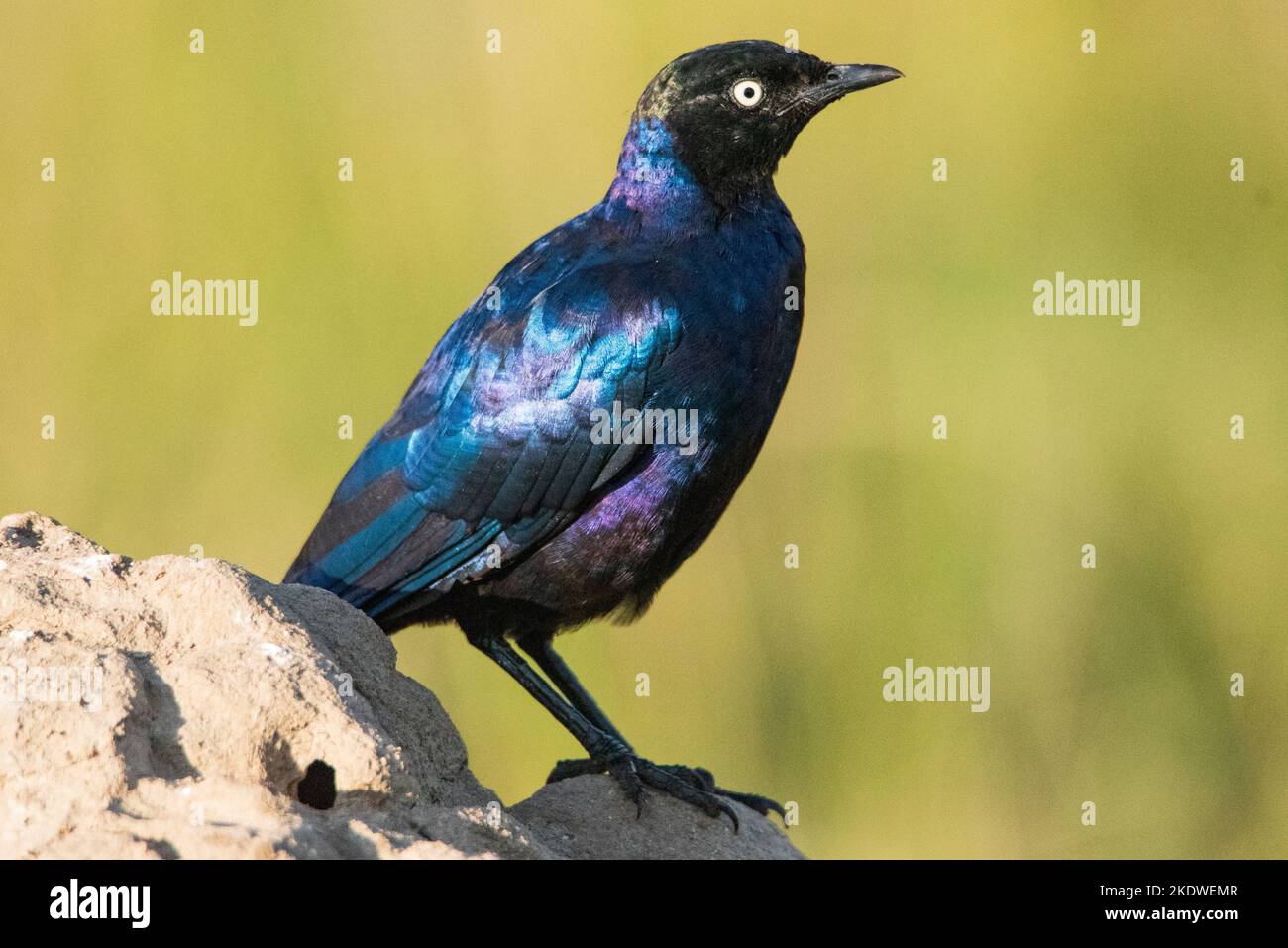 African starling hi-res stock photography and images - Alamy