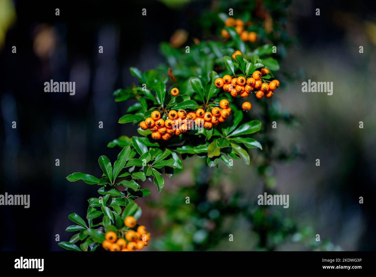 Pyracantha is a genus of large, thorny evergreen shrubs in the family ...