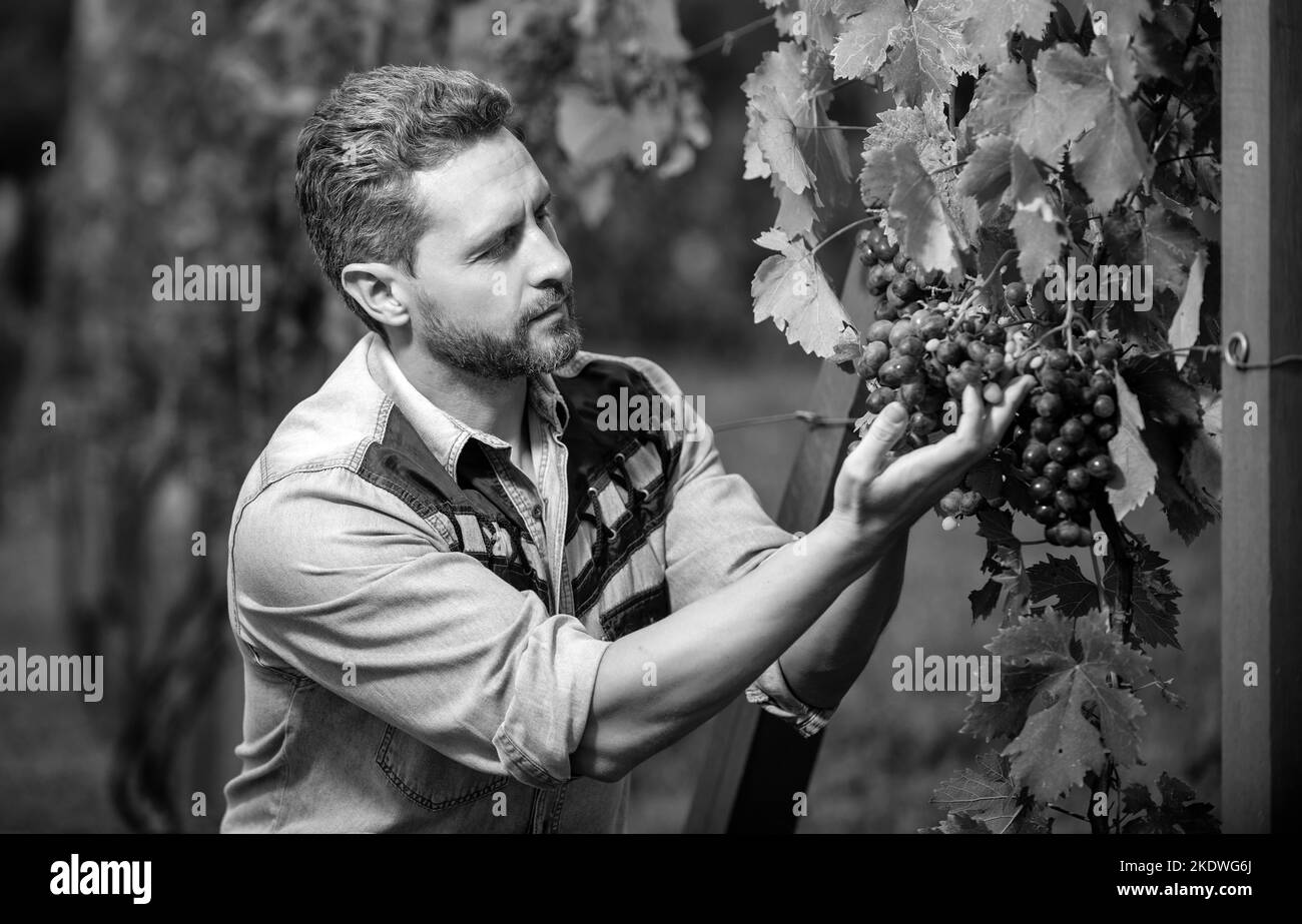 Organic winemaking Black and White Stock Photos & Images - Alamy