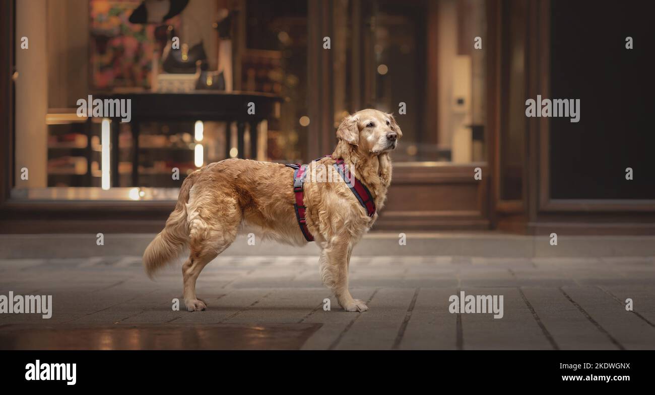 standing Golden Retriever Stock Photo - Alamy