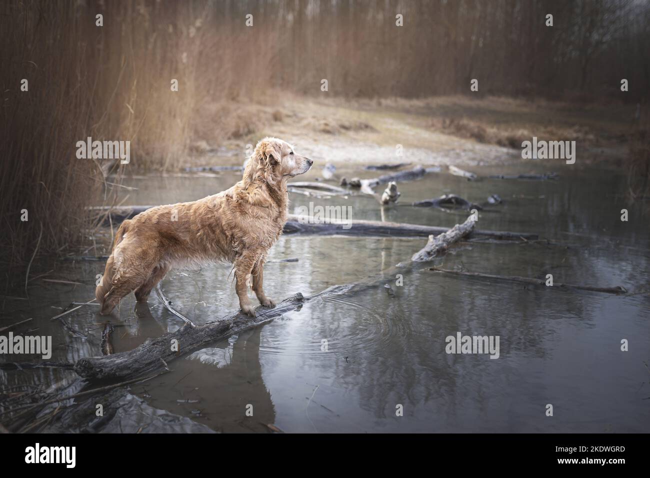 standing Golden Retriever Stock Photo - Alamy