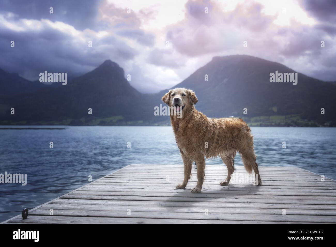 standing Golden Retriever Stock Photo - Alamy