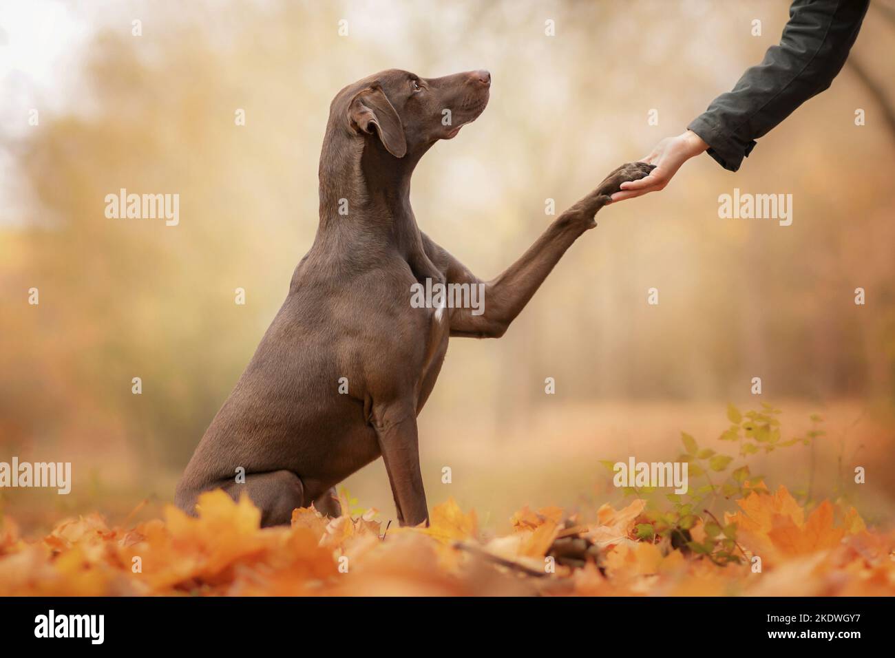 Labrador giving paw hi-res stock photography and images - Alamy