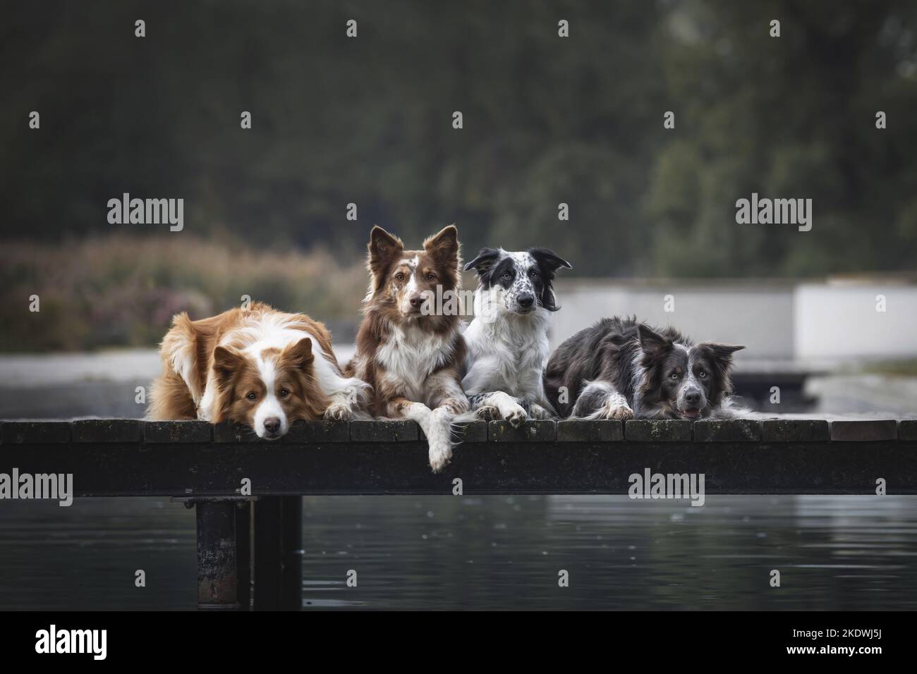 4 Border Collies Stock Photo - Alamy