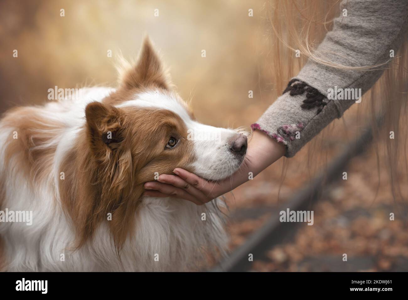 male Border Collie Stock Photo - Alamy