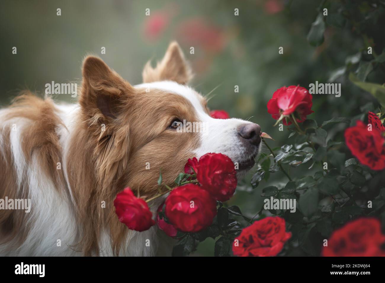 male Border Collie Stock Photo - Alamy