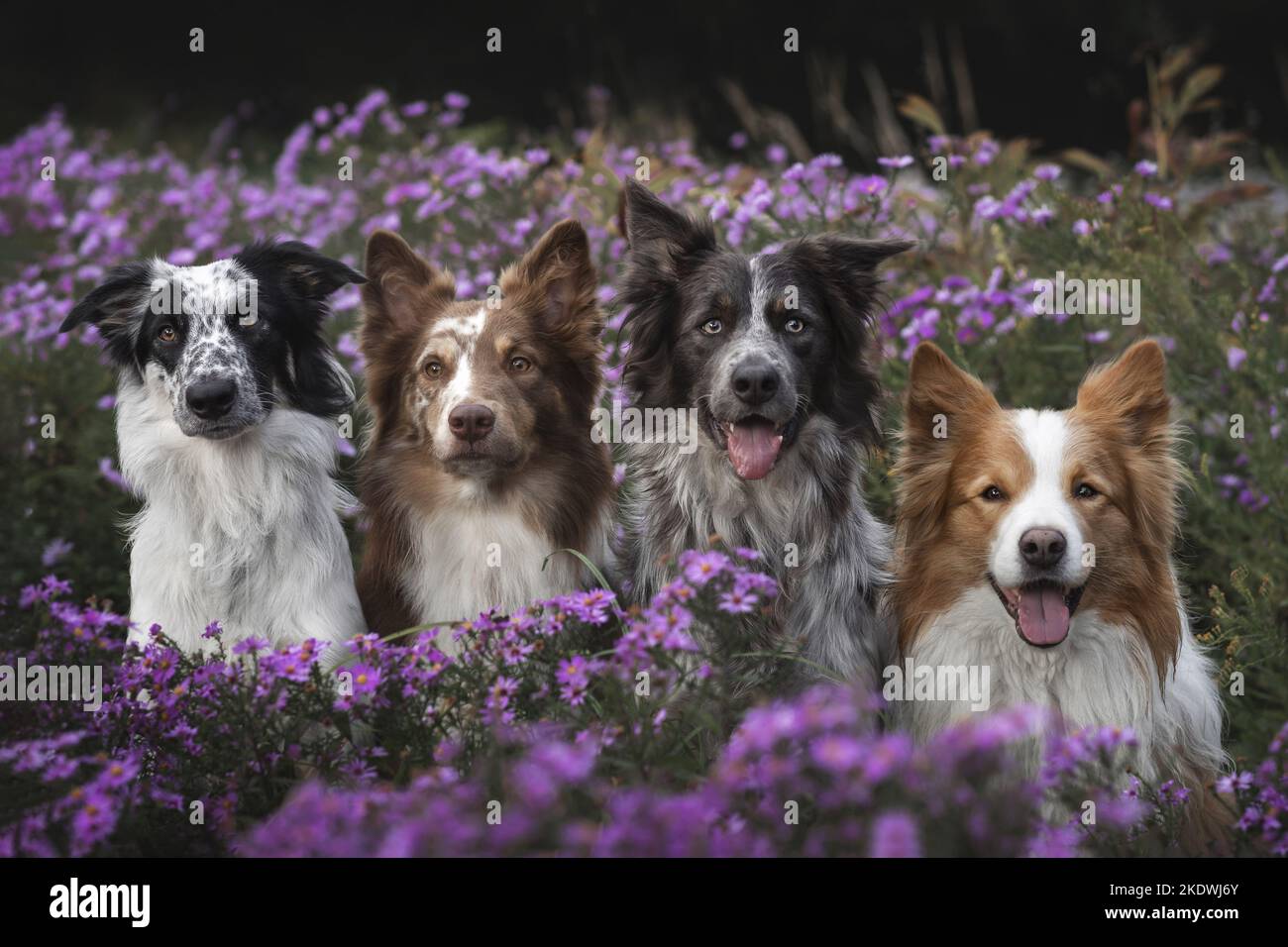 4 Border Collies Stock Photo - Alamy