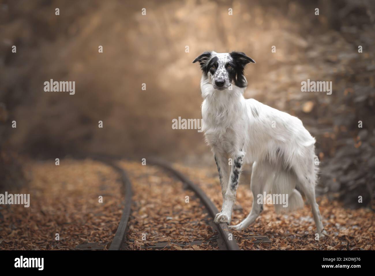 male Border Collie Stock Photo - Alamy