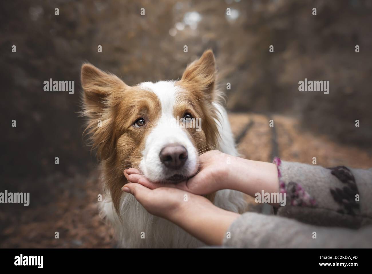 male Border Collie Stock Photo - Alamy