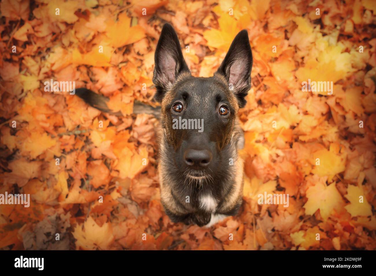 young female Malinois Stock Photo - Alamy