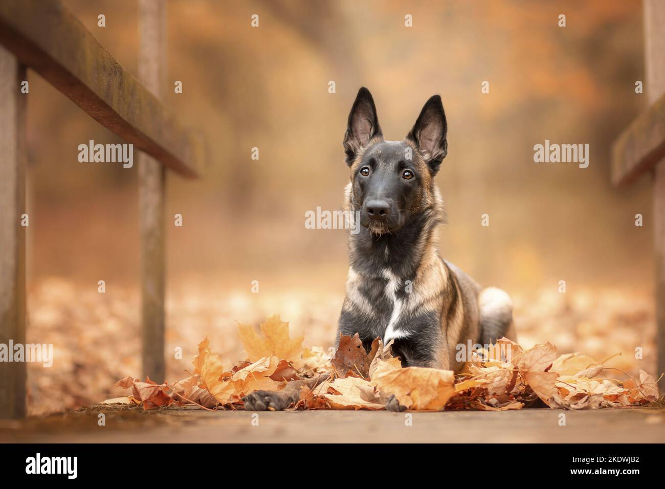 young female Malinois Stock Photo - Alamy