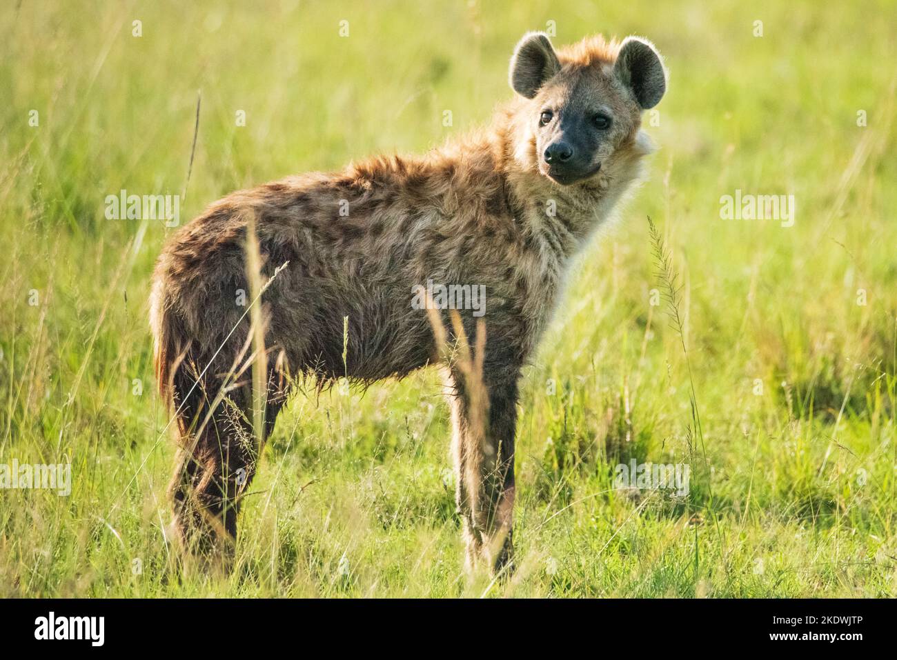 Hyena smile hi-res stock photography and images - Alamy